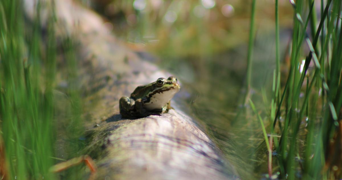 Complessi di specie, klepton e fossili semi-viventi: il caso delle rane ...
